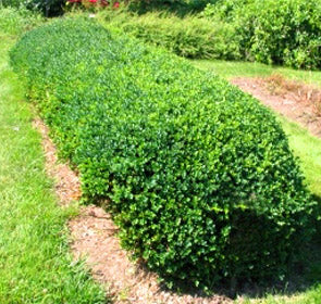 Vardar Valley Boxwood – DAS Farms