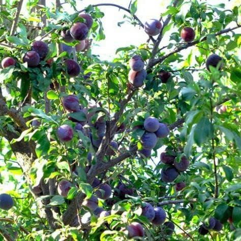 Santa Rosa Plum – DAS Farms