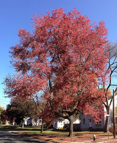 American Red Maple Shade Tree – DAS Farms