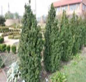 Dee Runk Boxwood – DAS Farms